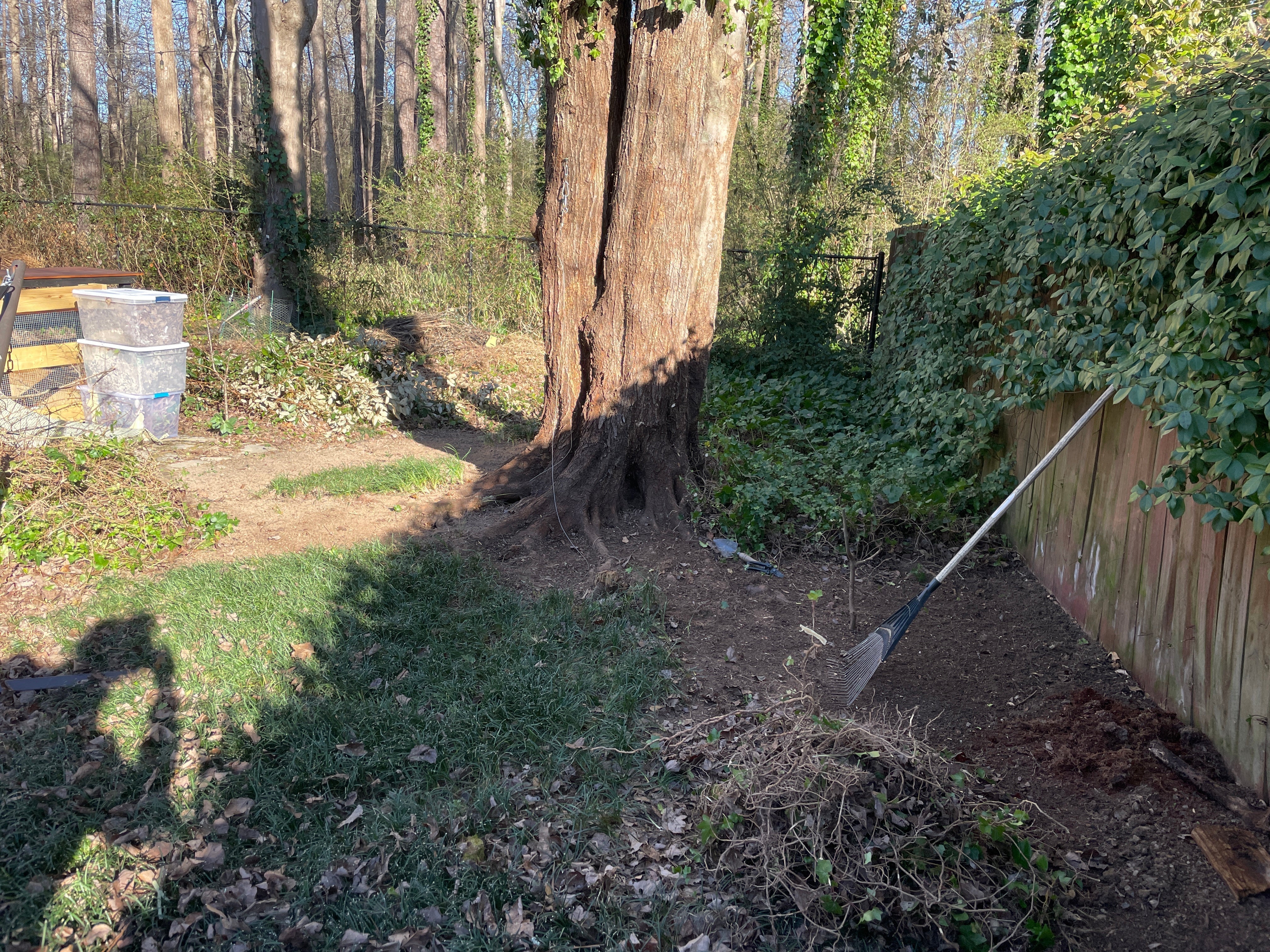 Invasive Species Spotlight: English Ivy – Untitled Thoughts